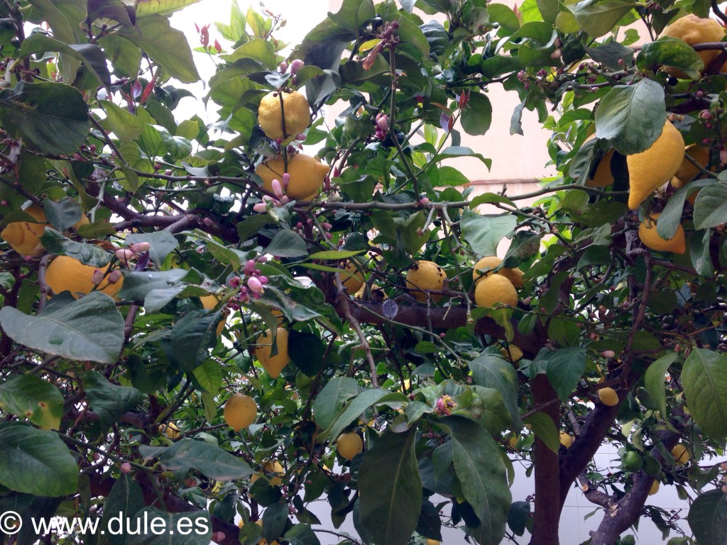 Limones Encurtidos al estilo Marroquí - dule.es